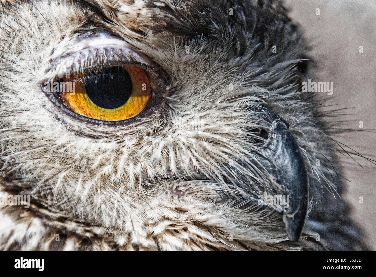 Real owl hi-res stock photography and images - Alamy