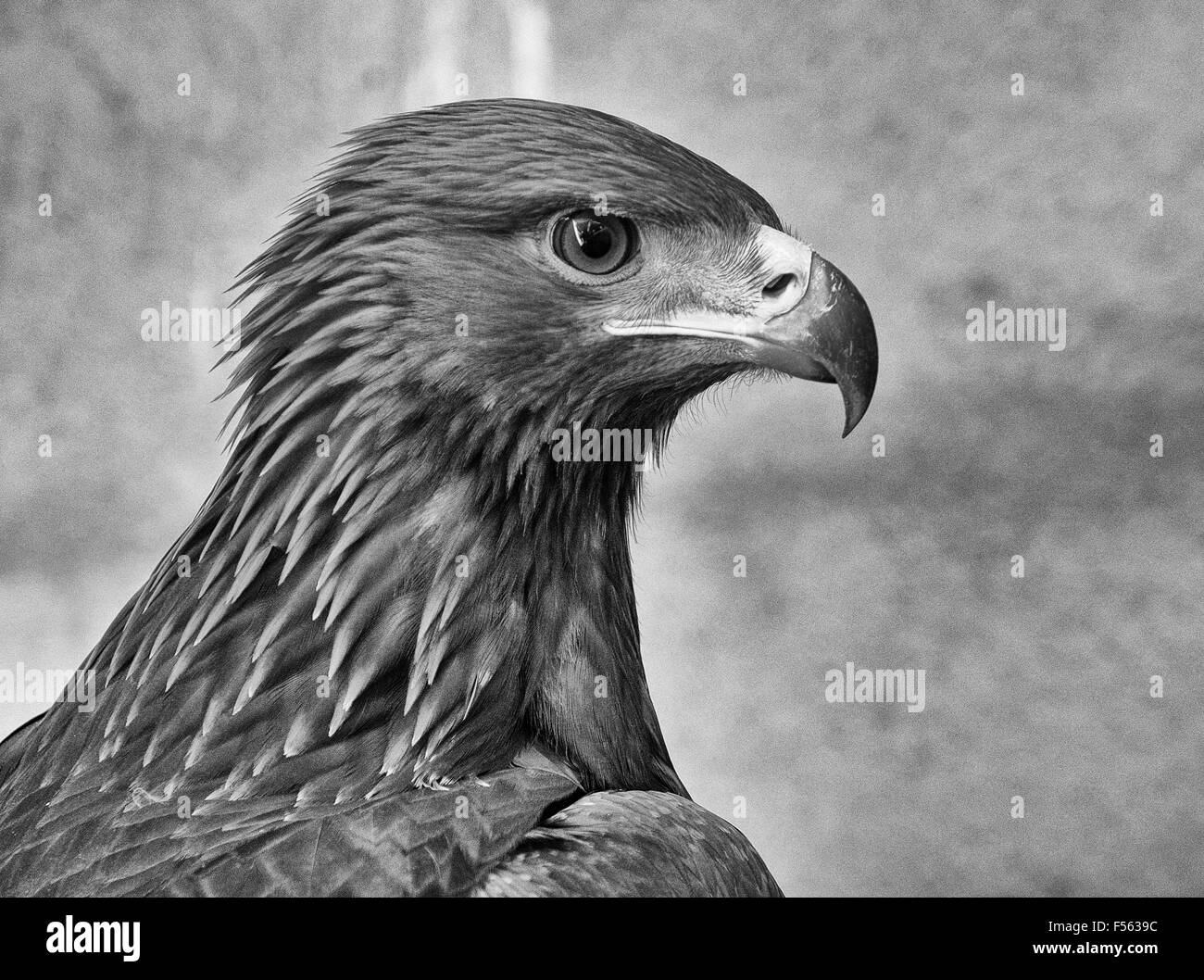 Steinadler, Aquila Chrysaetos, Aguila Real, Golden Eagle Stock Photo ...