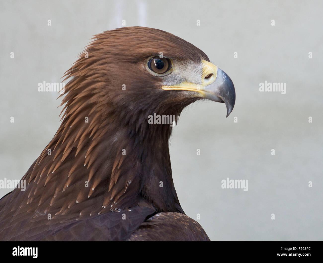 Aquila Chrysaetos, Aguila Real, Golden Eagle Stock Photo - Alamy