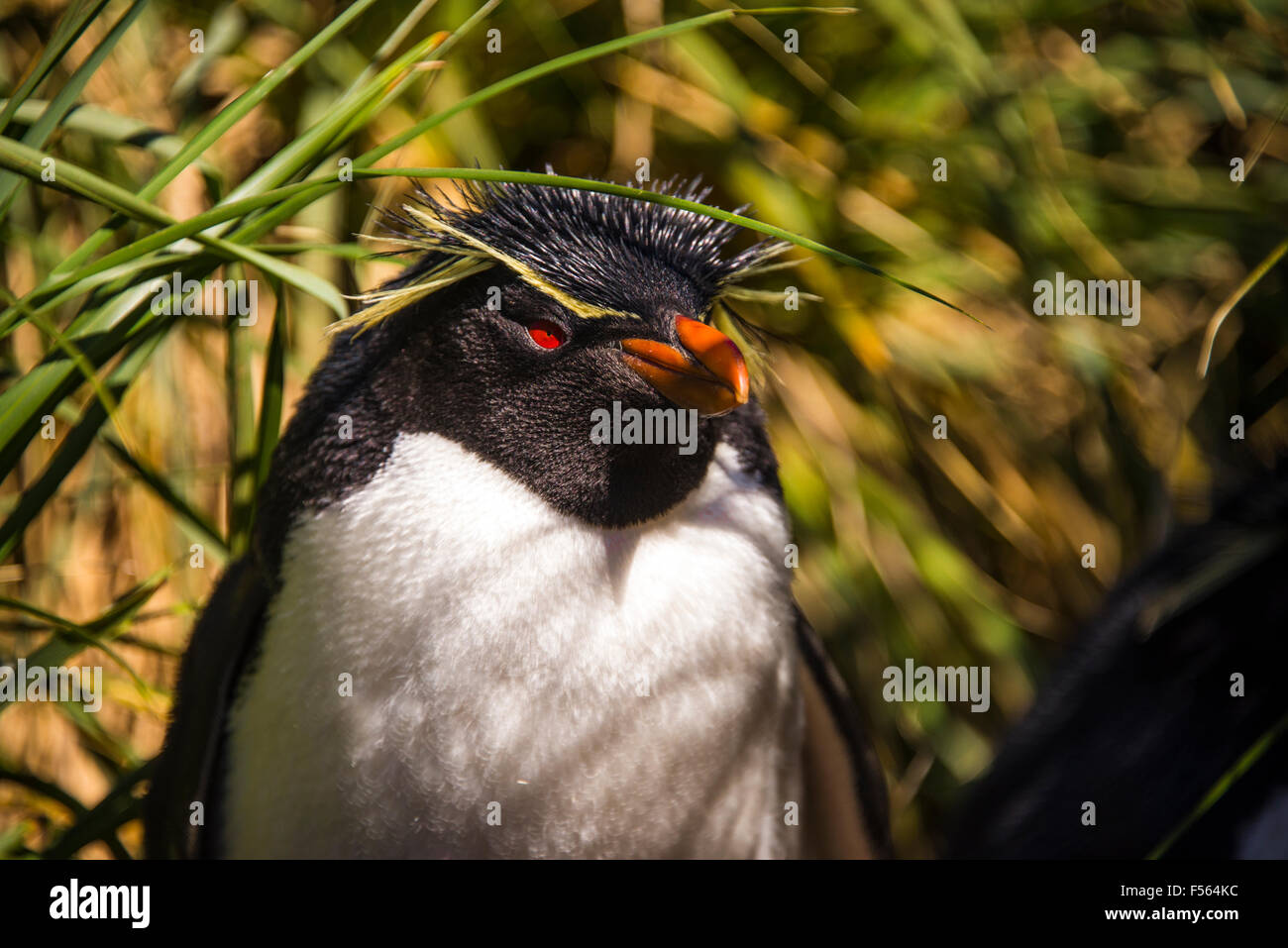 Rock hopper penguin hi-res stock photography and images - Alamy
