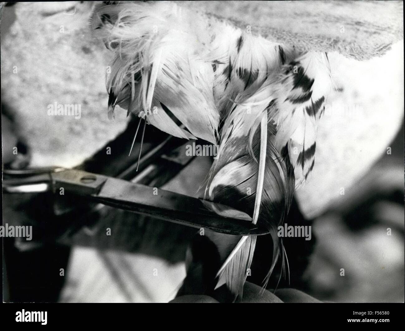 Broken wing feathers hi-res stock photography and images - Alamy