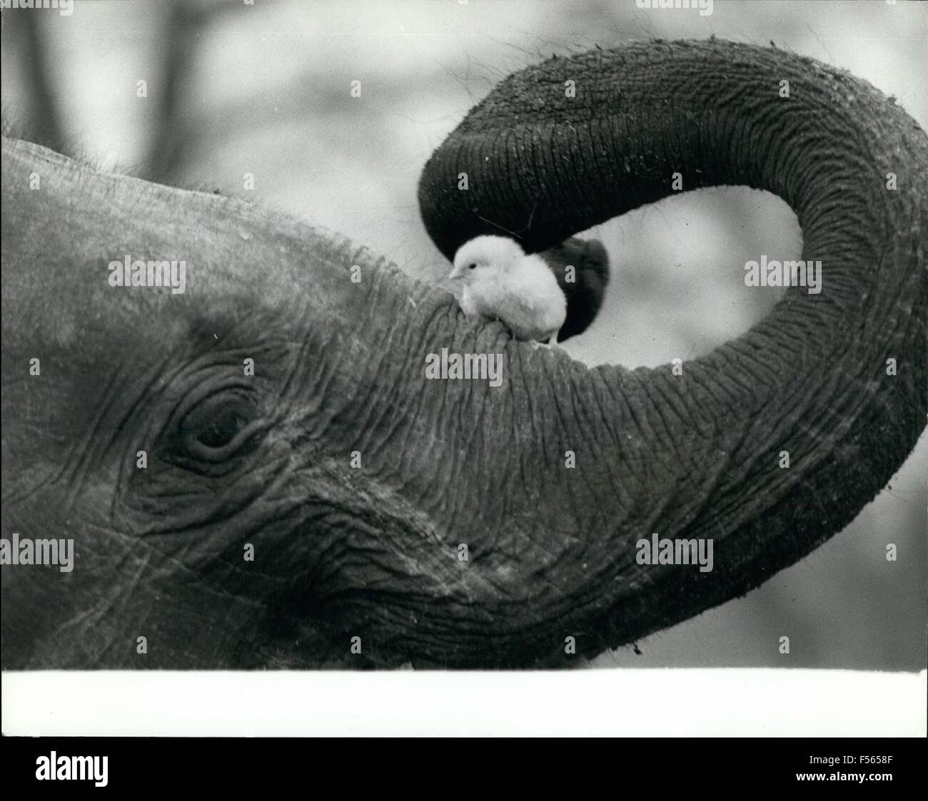 1968 - Gently the elephant at Sherwood Zoo, Nottingham may be large ...