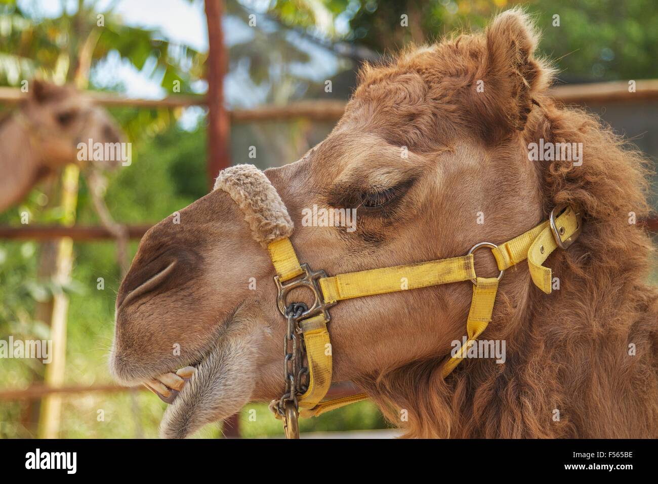 Laughing camel hi-res stock photography and images - Alamy