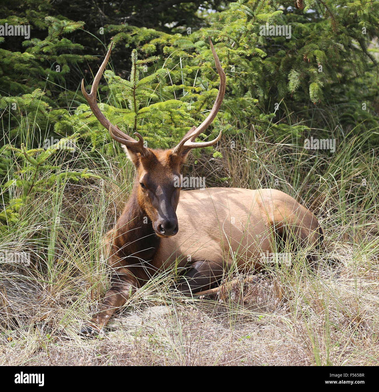Elk resting california hi-res stock photography and images - Alamy