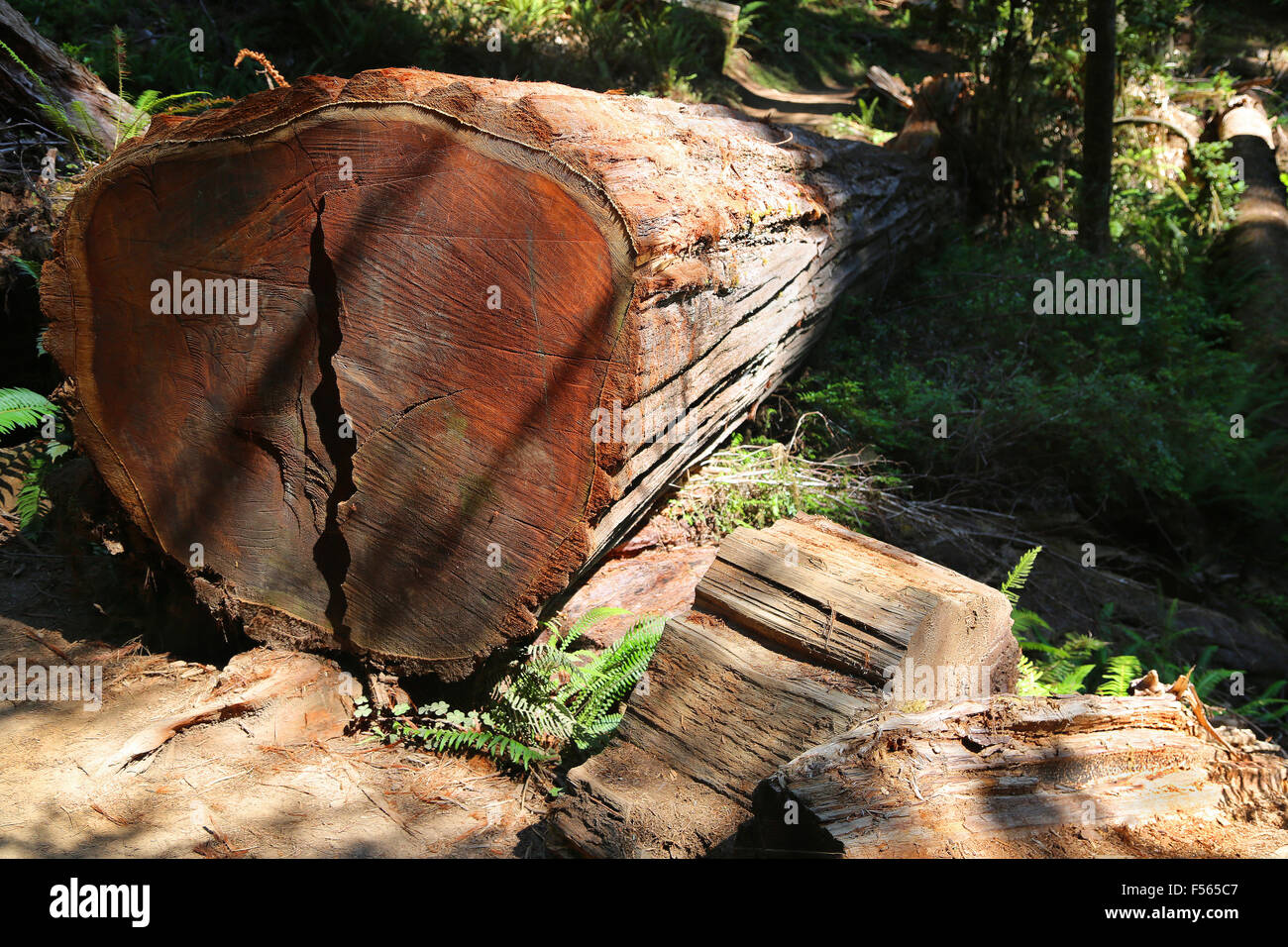 Fallen Redwood Tree in Redwood National Park, California Stock Photo ...