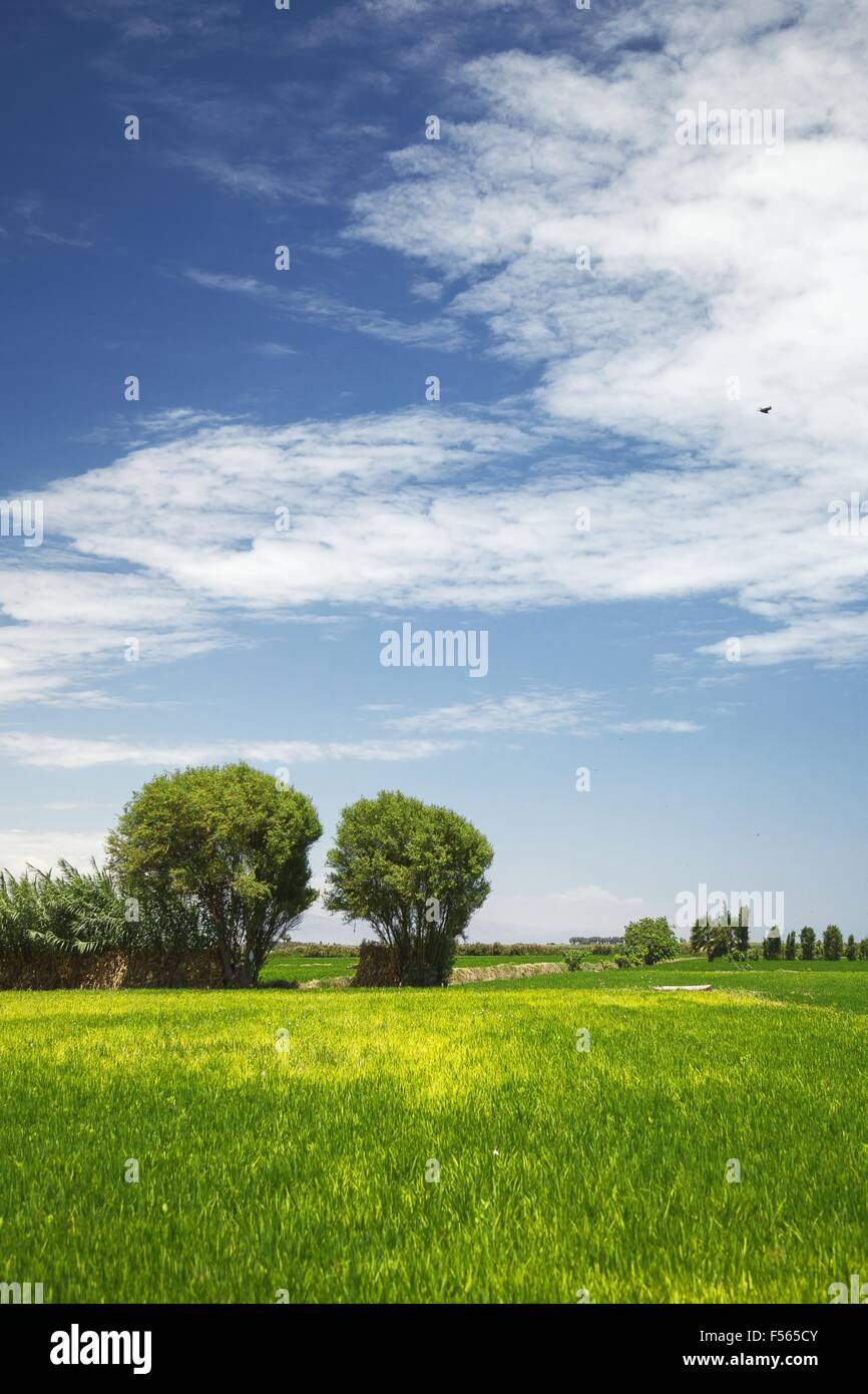 Two Trees in the Field with wonderful Clouds, Mejia, Peru, South ...