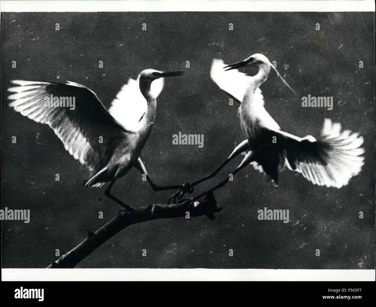 1968 - Fancy Meeting To Here!: These two cranes appear to show their ...