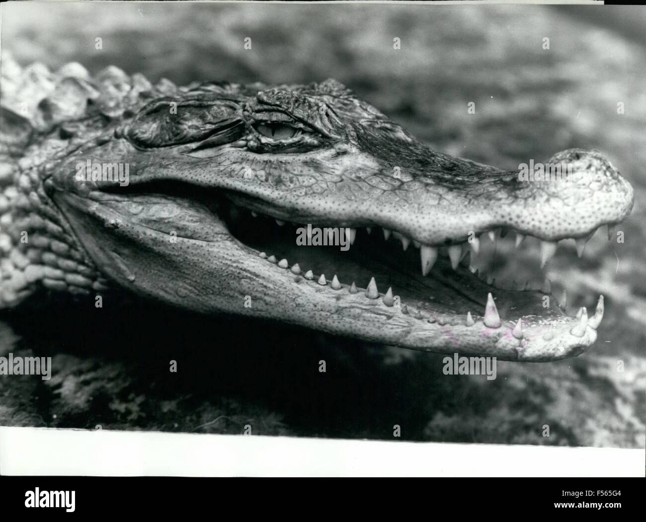 1968 - Alli' Is A Four Foot Softie!: Sidney the pet 'Alligator' is a ...