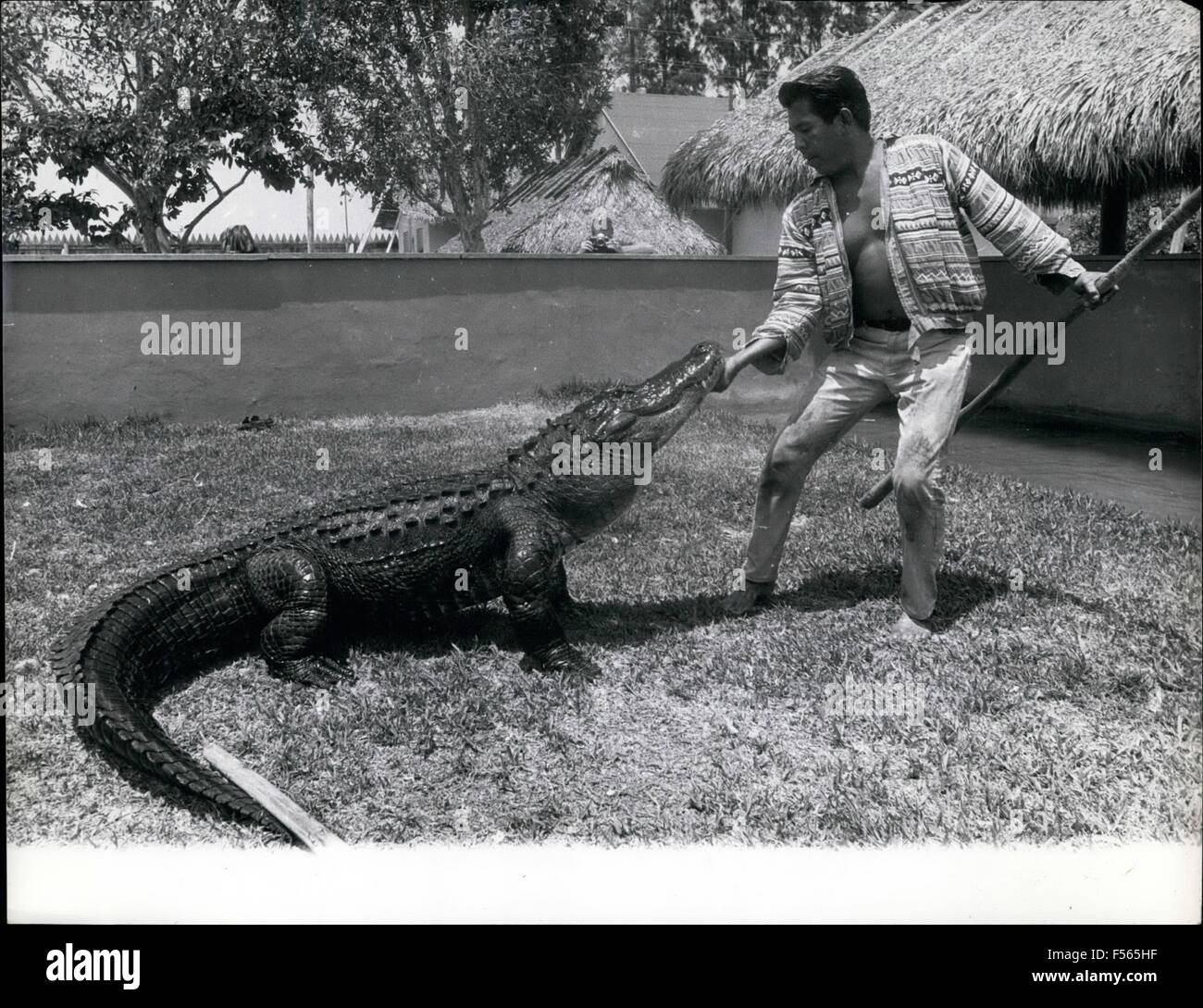 1968 - This Takes Guts. Tackling a giant 12-ft. bull alligator single ...