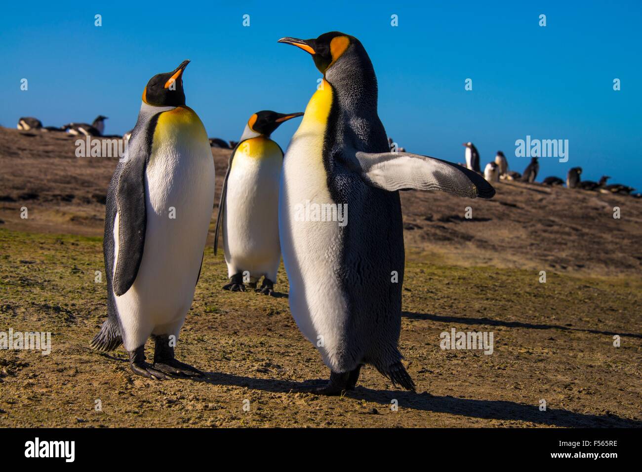 3 King Penguins! Stock Photo - Alamy