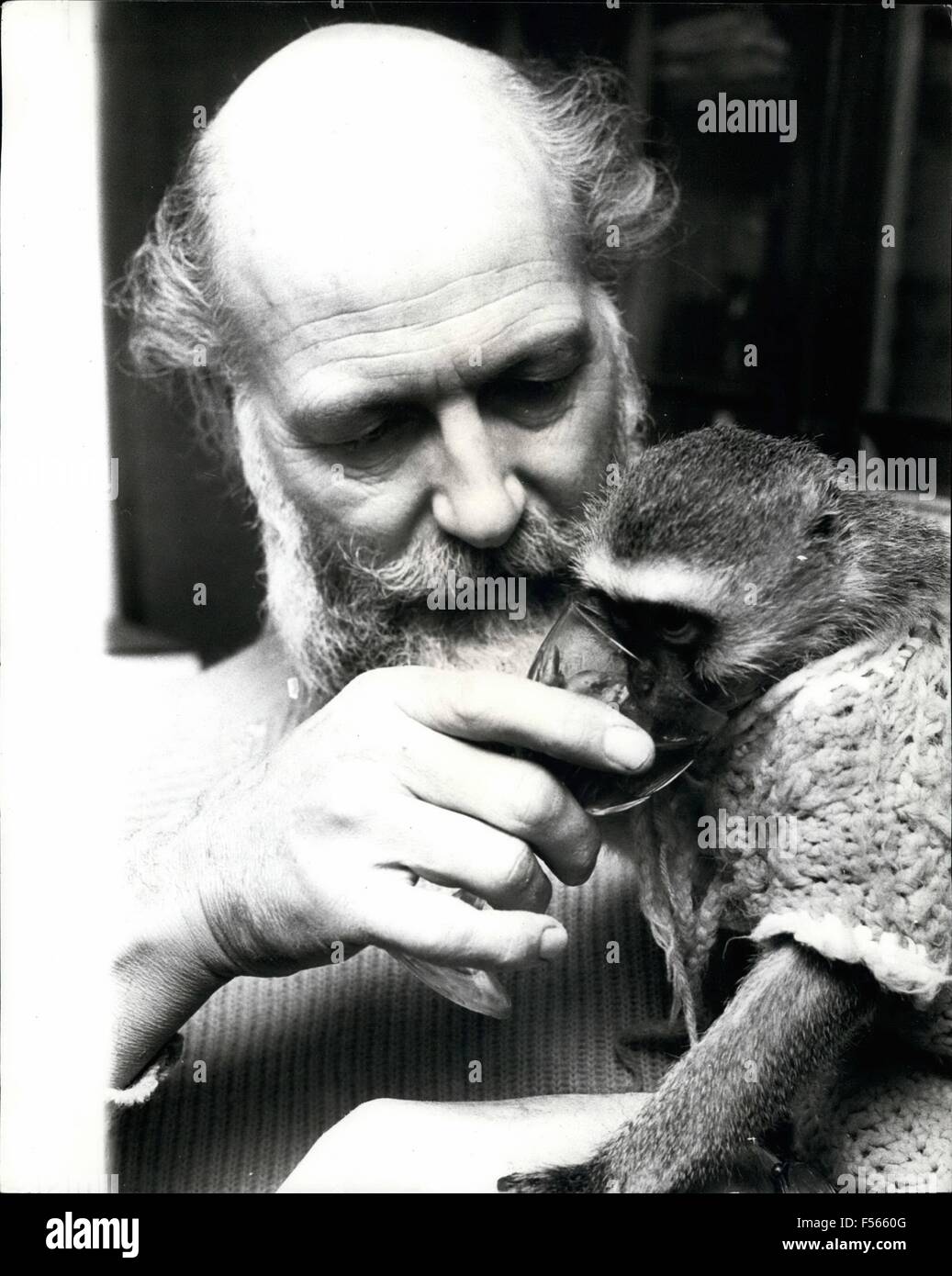 1968 - Tio, the 1 1/2 year old boy monkey loves a glass of dry sherry ...