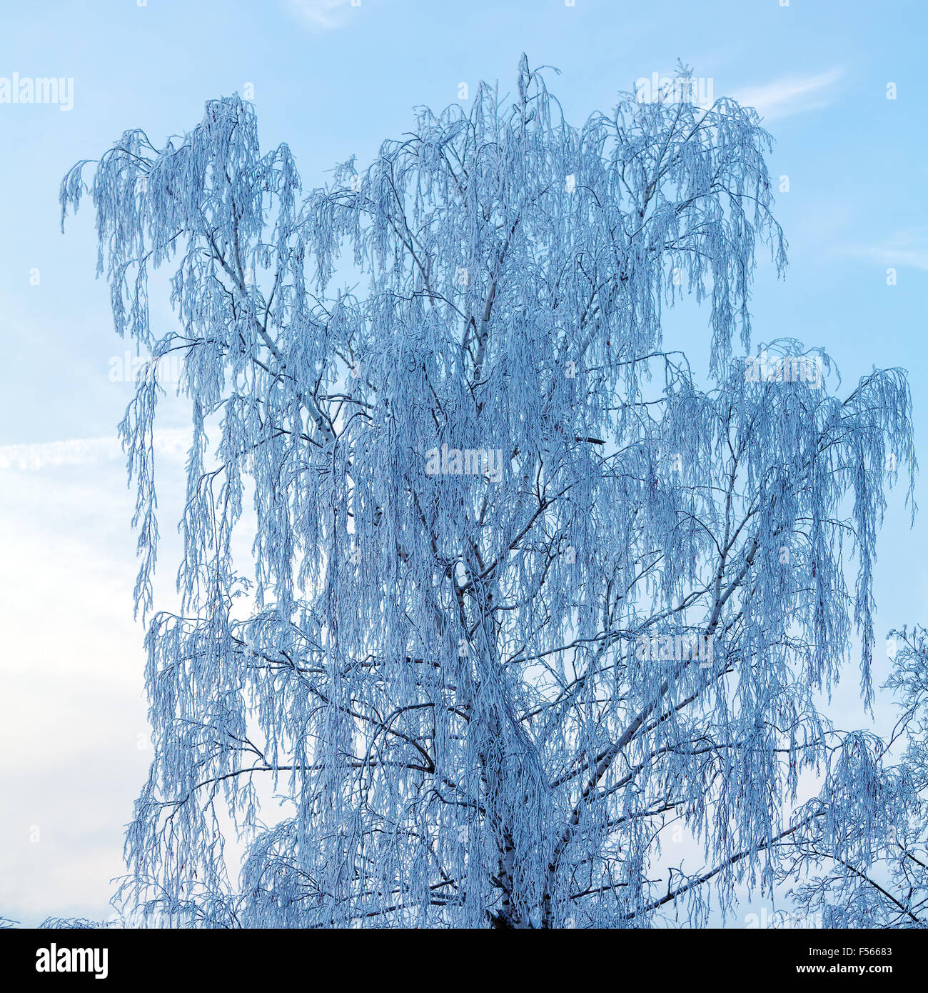 Frozen Tree with Clear Blue Sky Stock Photo - Alamy