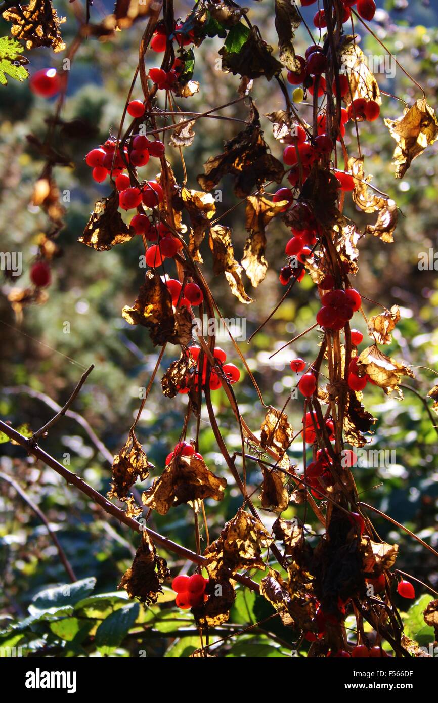 red berries, red currents, autumn leaves Stock Photo - Alamy