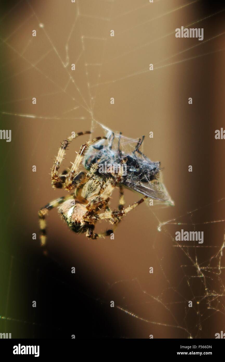 Garden spider catching a fly Stock Photo - Alamy