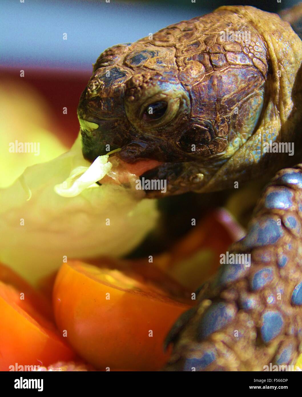 Spur thighed tortoise, tortoise eating Stock Photo - Alamy