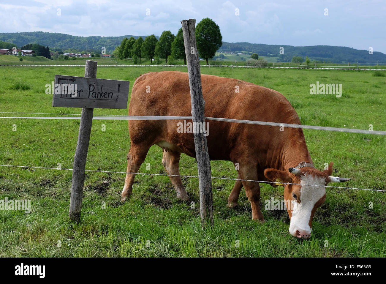 Cow in the field. Bavaria, Germany Stock Photo - Alamy
