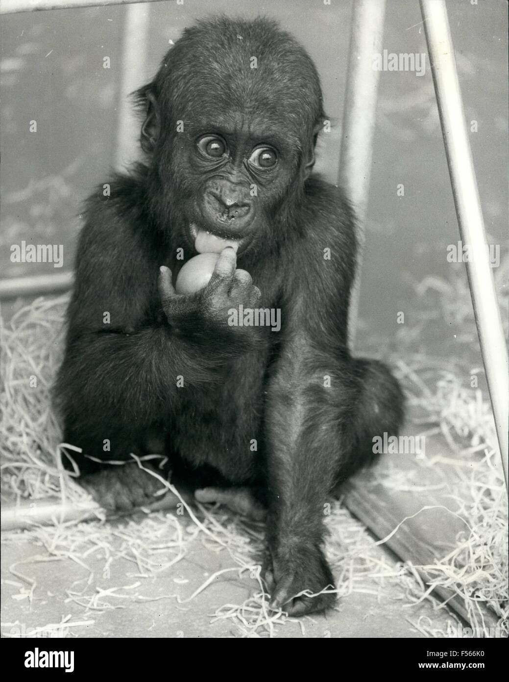 1968 - The Rising Gorilla Population Of jeersey Anew Jersey-Born ...