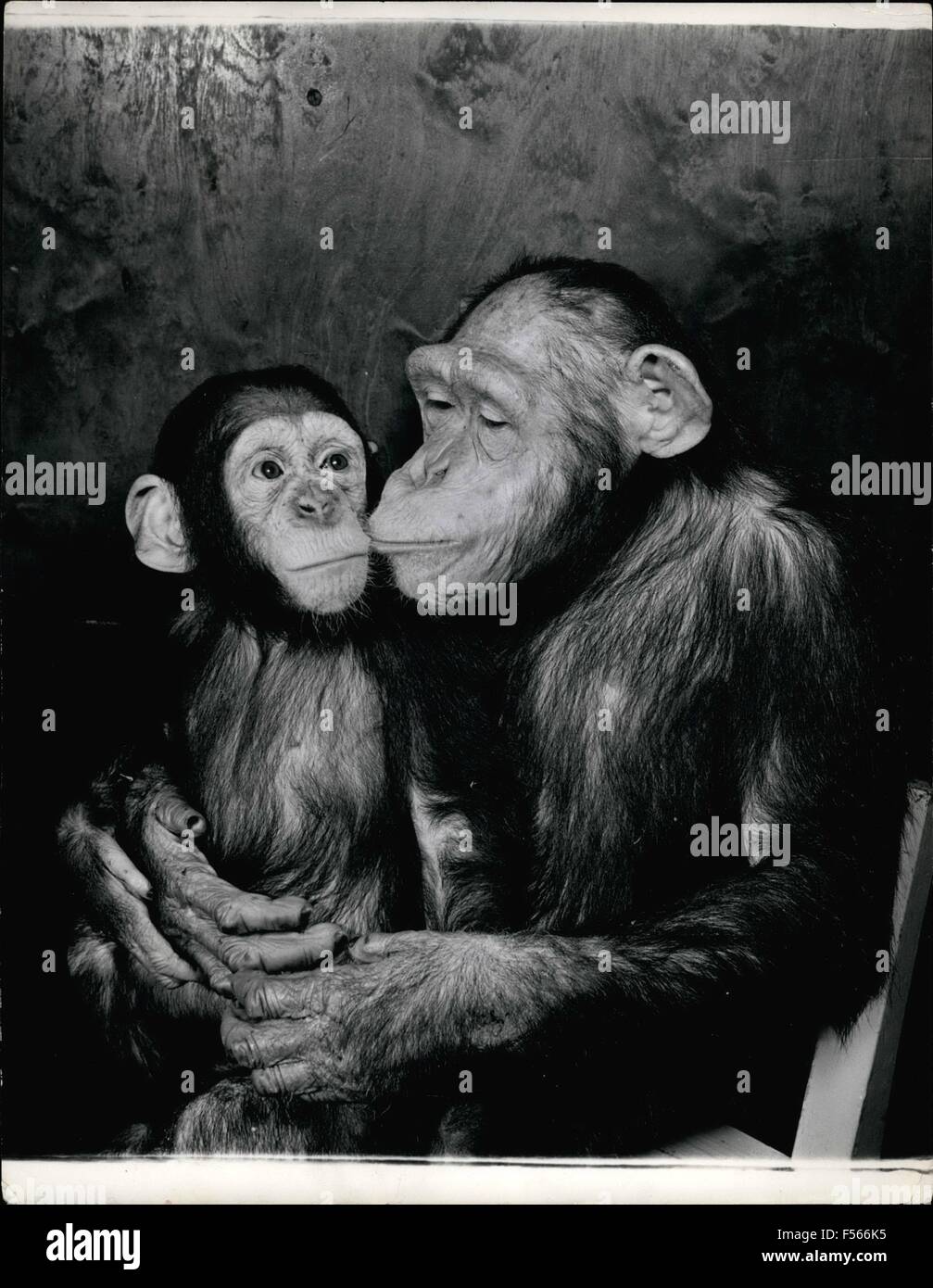 1968 - Don t worry, Panto alright The eldest of KnieÃ chimps is telling ...