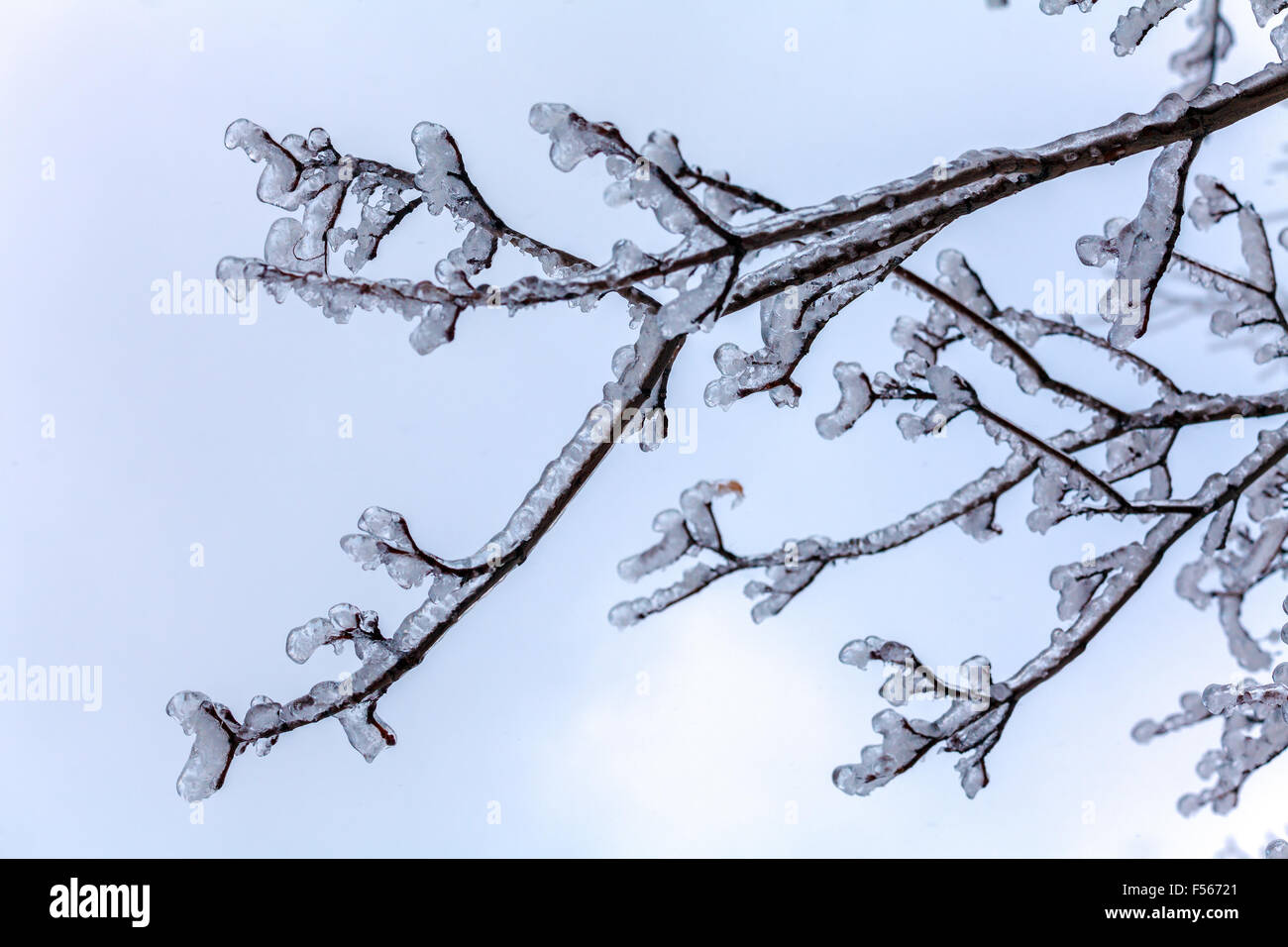 Frozen Branches of Tree after Icy Rain Stock Photo - Alamy