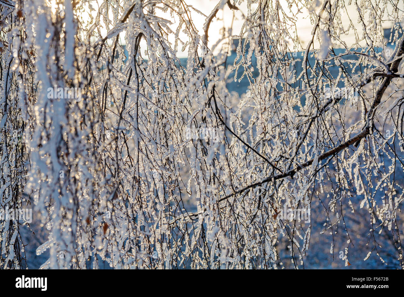 Frozen Branches of Tree after Icy Rain Stock Photo - Alamy