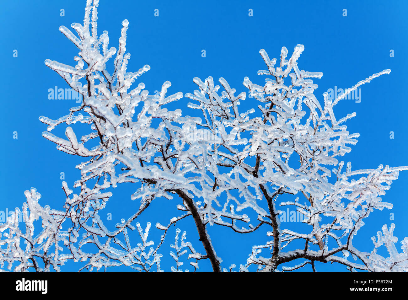 Frozen Branches of Tree after Icy Rain Stock Photo - Alamy