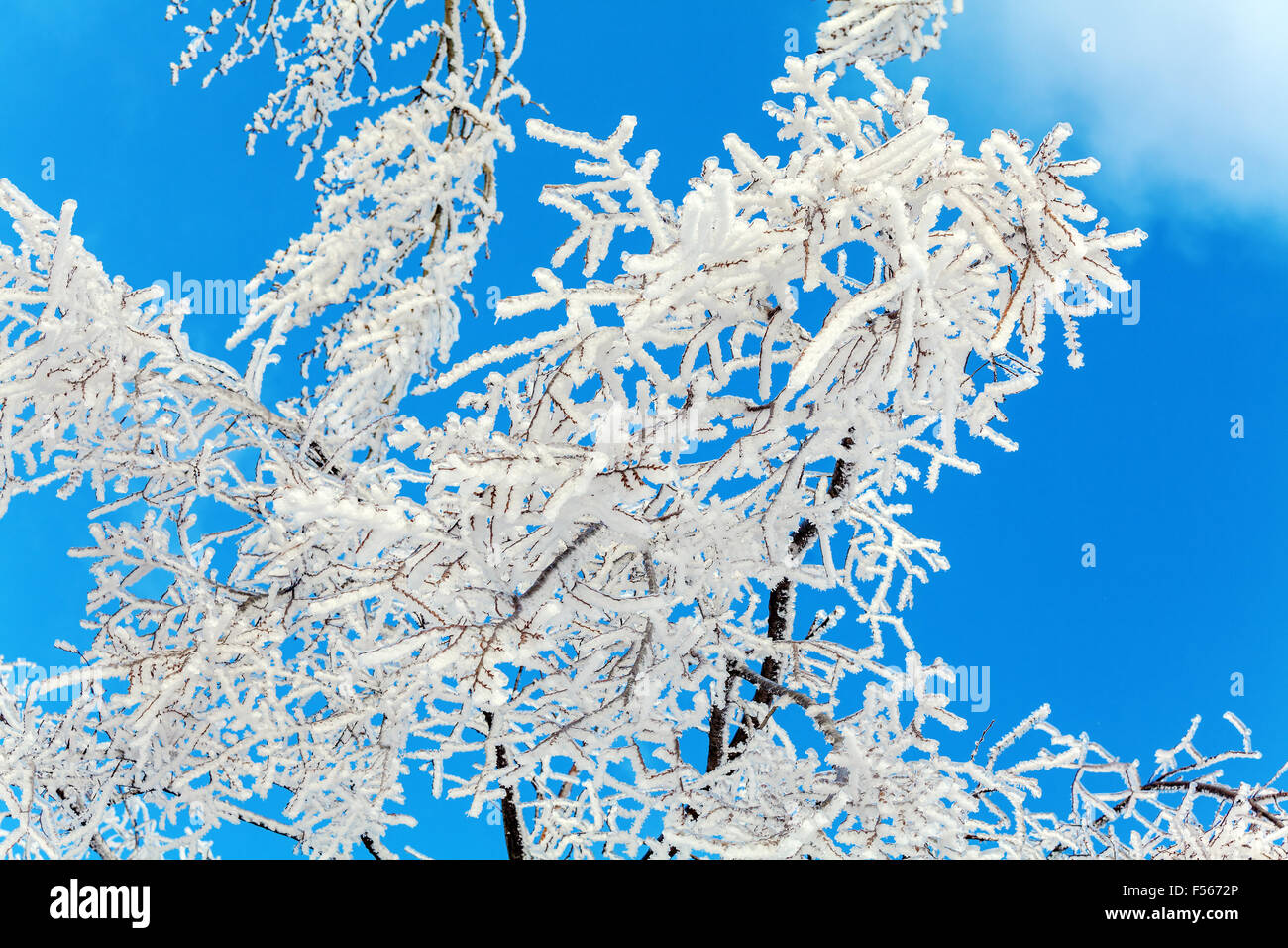 Frozen Branches of Tree after Icy Rain Stock Photo - Alamy