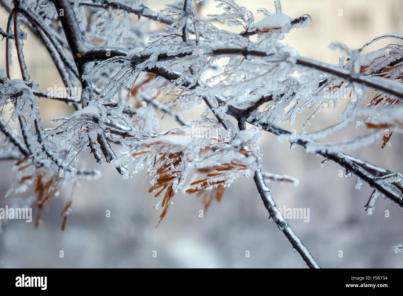 Frozen Branches of Tree after Icy Rain Stock Photo - Alamy