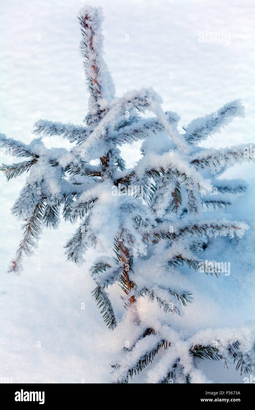 Snowy Pine Tree at Forest Stock Photo - Alamy