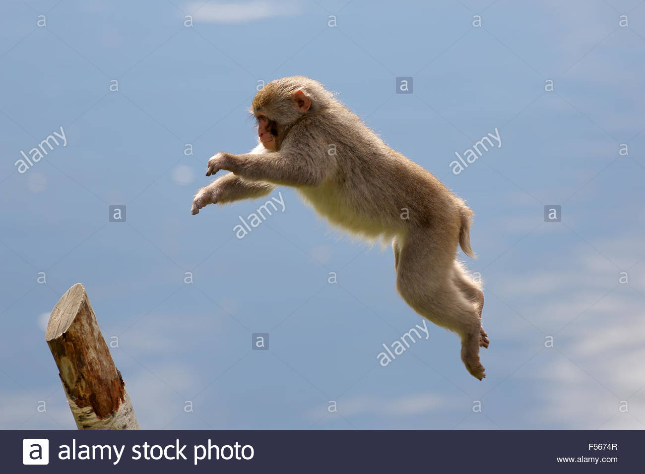 Leaping Monkey Stock Photos & Leaping Monkey Stock Images - Alamy