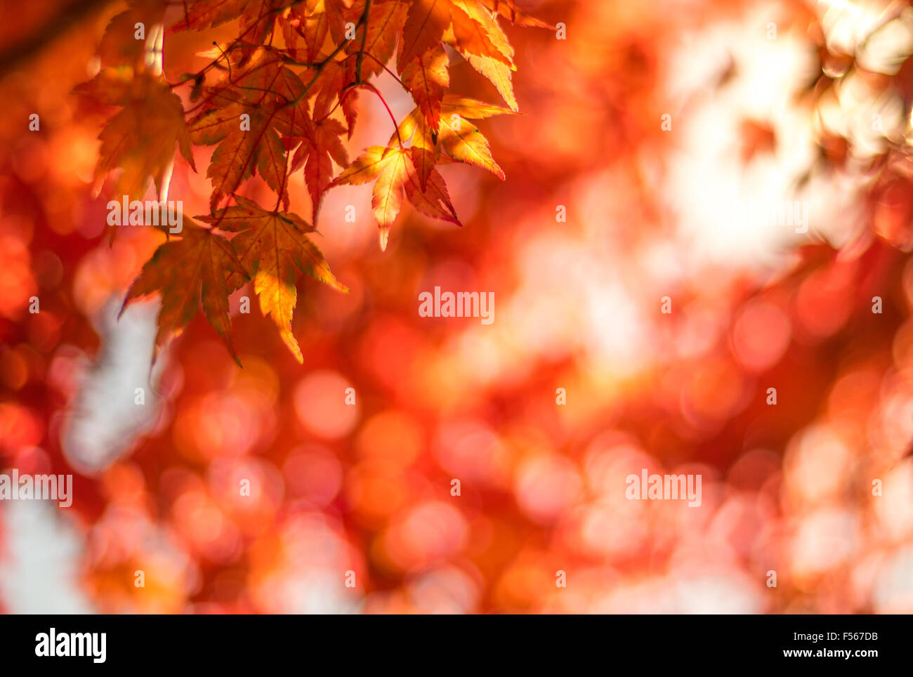 autumn leaves, very shallow focus Stock Photo - Alamy