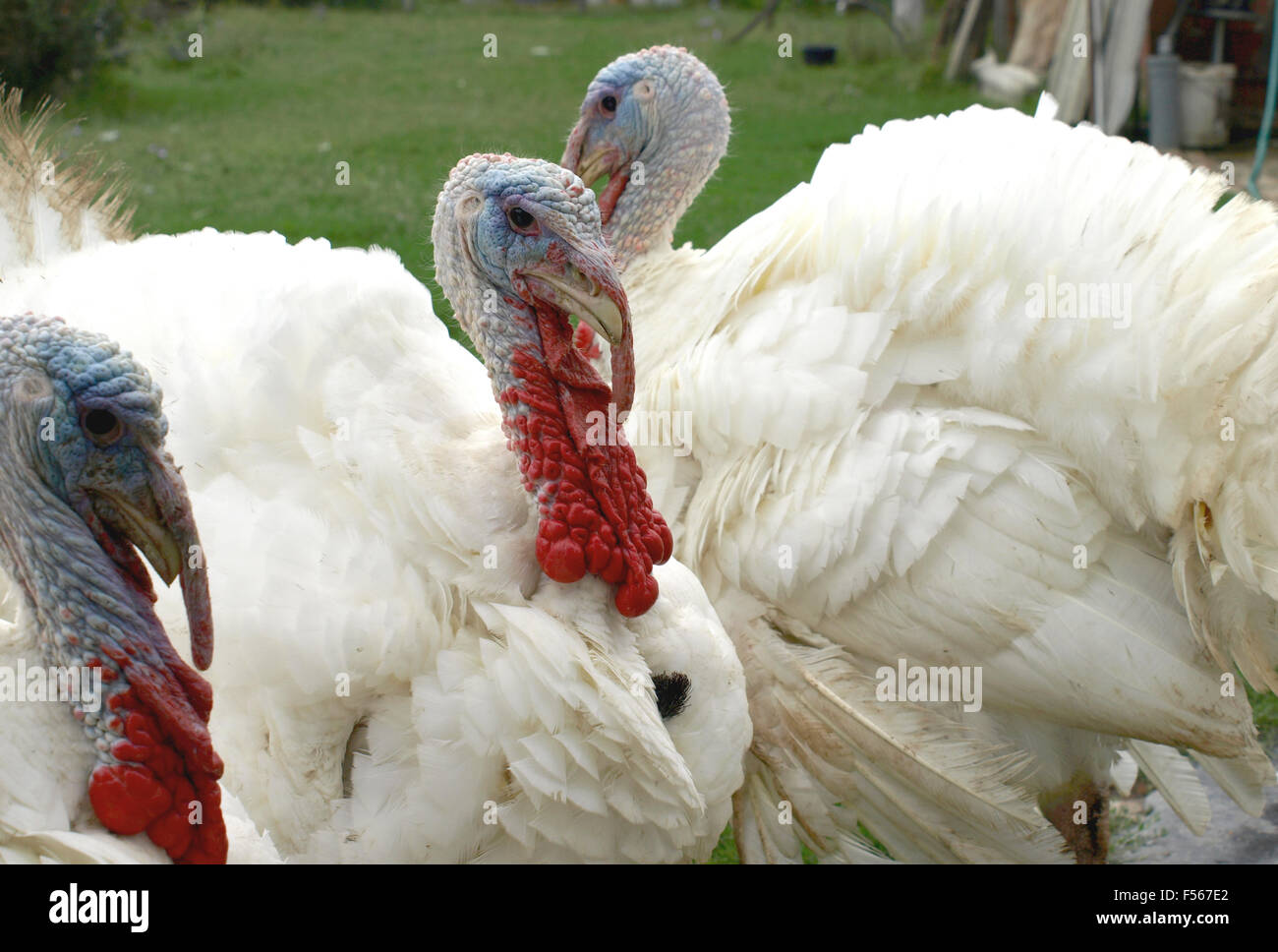 interesting portrait of a beautiful white turkey Stock Photo - Alamy