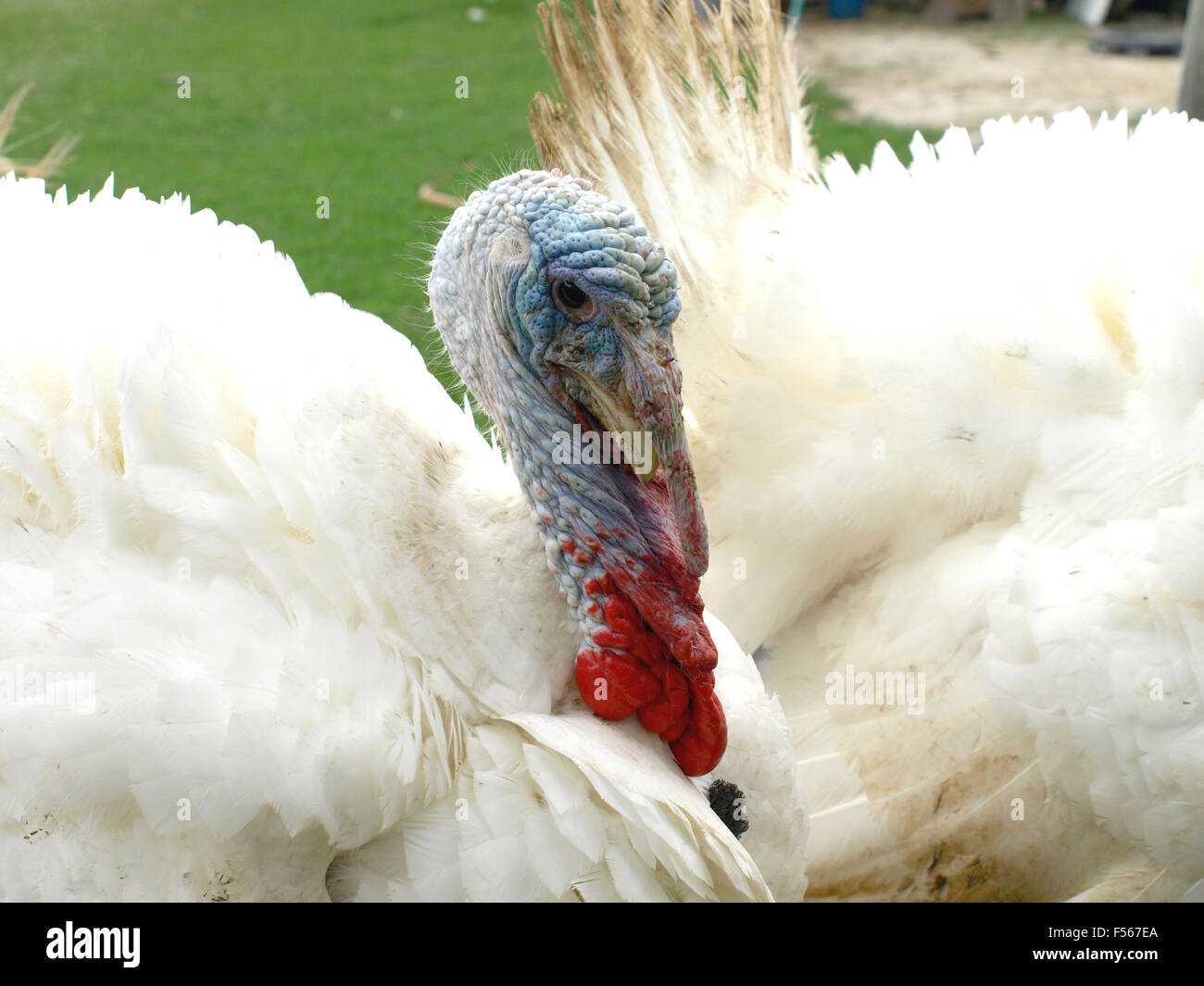 interesting portrait of a beautiful white turkey Stock Photo - Alamy