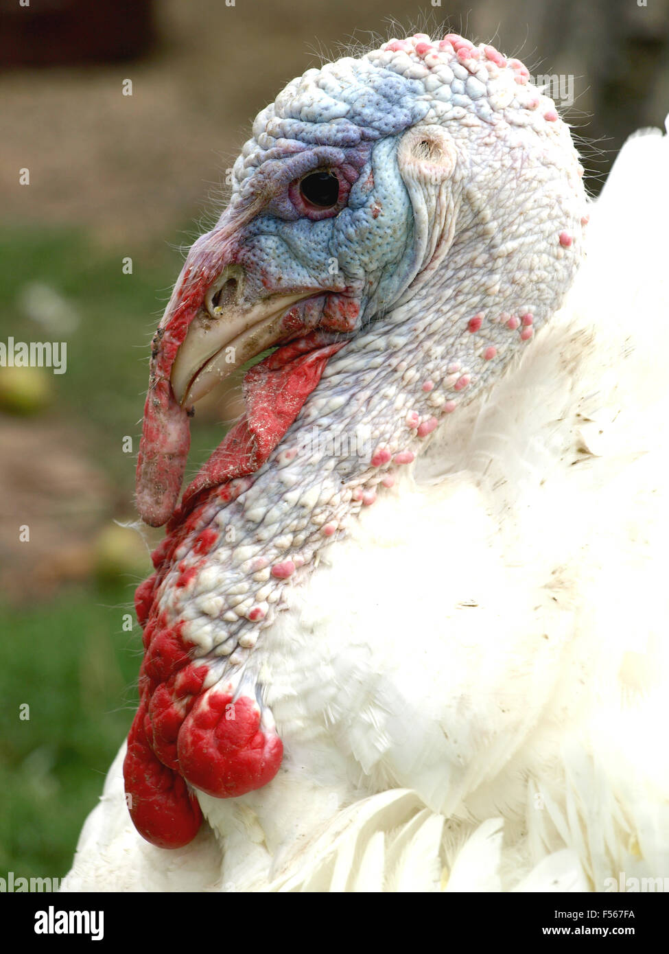 interesting portrait of a beautiful white turkey Stock Photo - Alamy