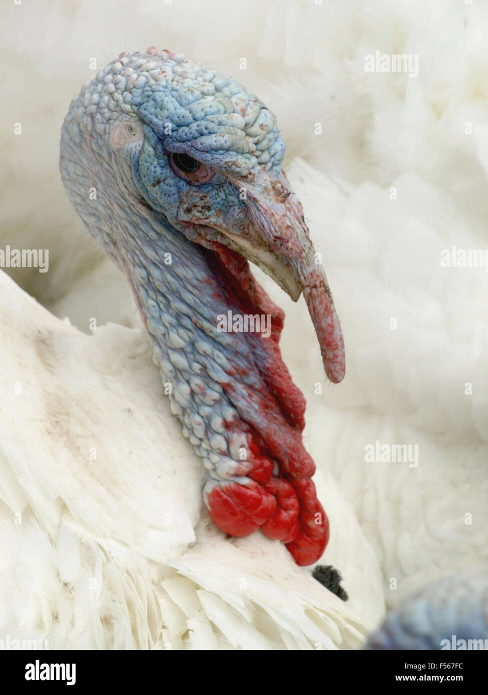 interesting portrait of a beautiful white turkey Stock Photo - Alamy