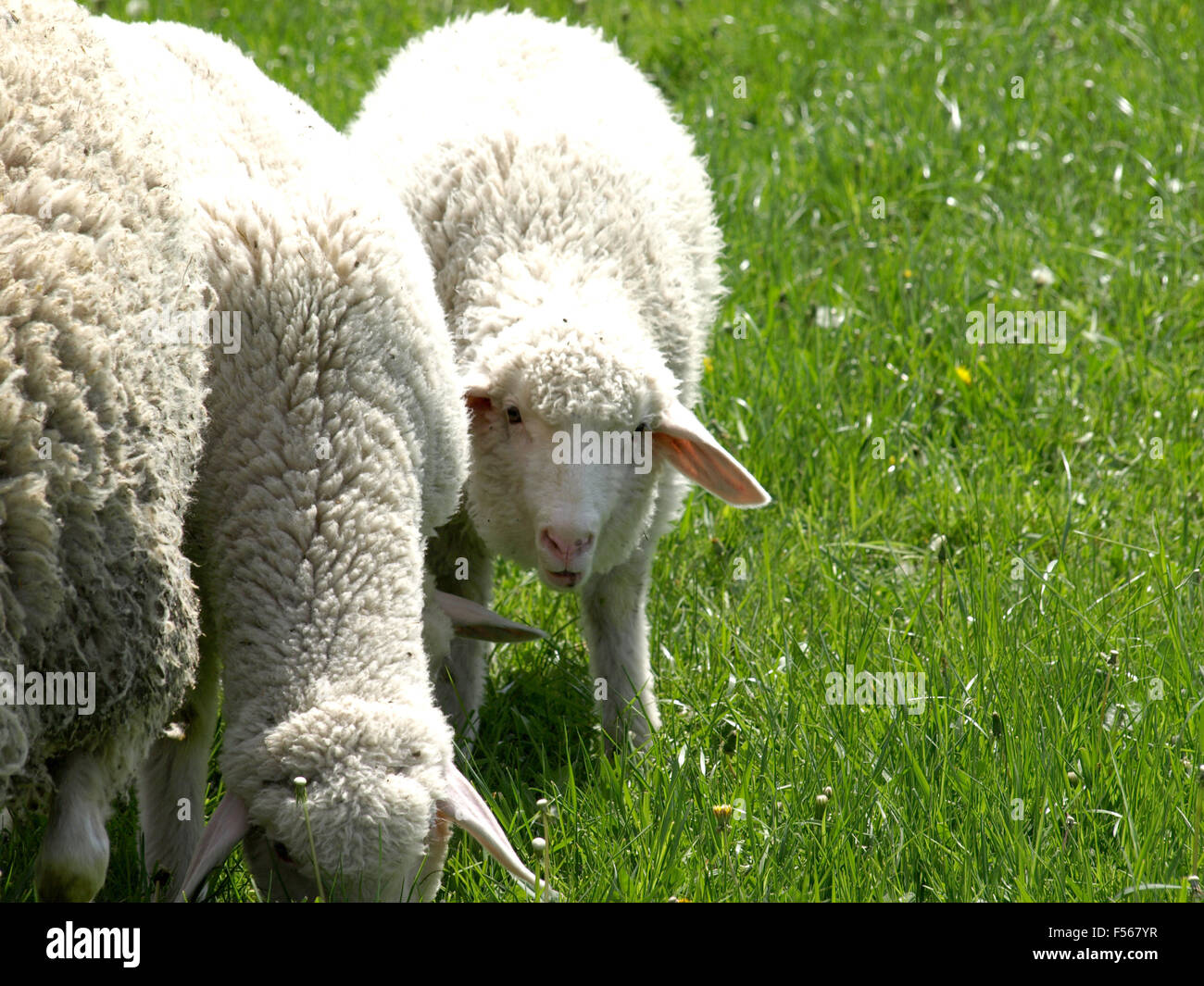 A close up of a sheep flock grazing on a meadow Stock Photo - Alamy