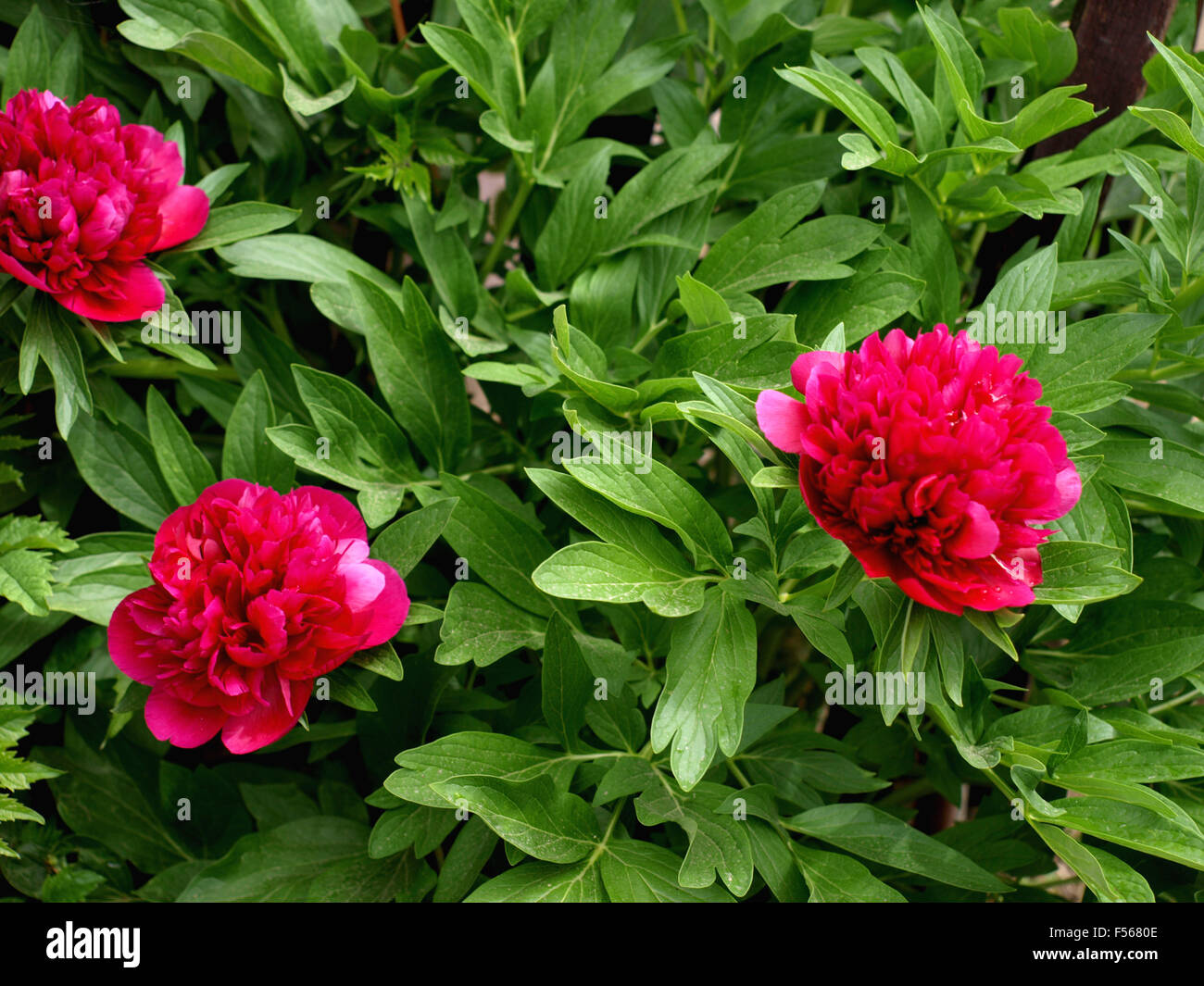 Blooming colorful peony flowers hi-res stock photography and images - Alamy