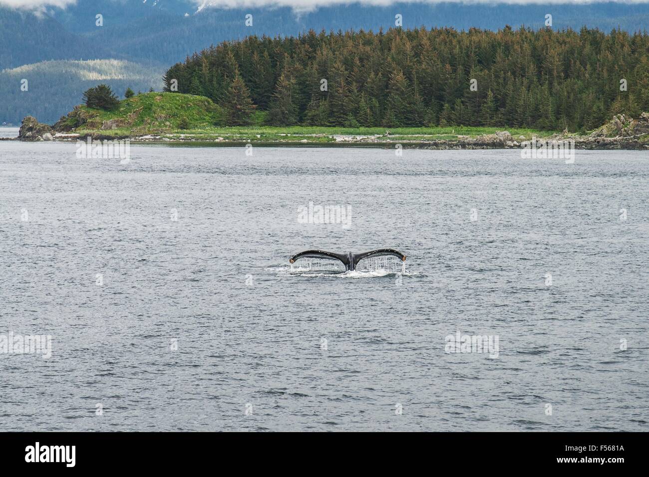 Humpback whale diving in front of the trees Stock Photo - Alamy