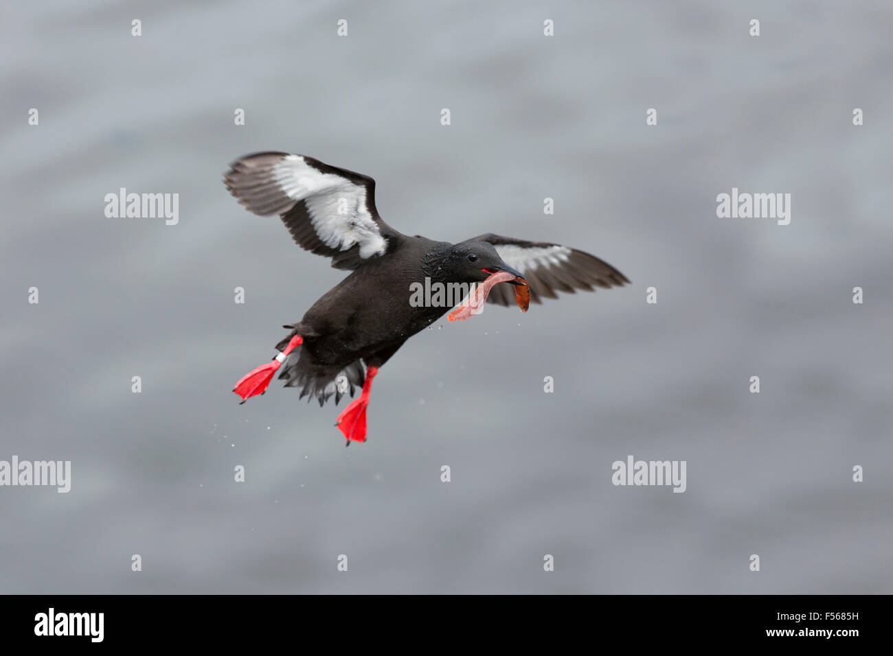Guillemot flying uk hi-res stock photography and images - Alamy
