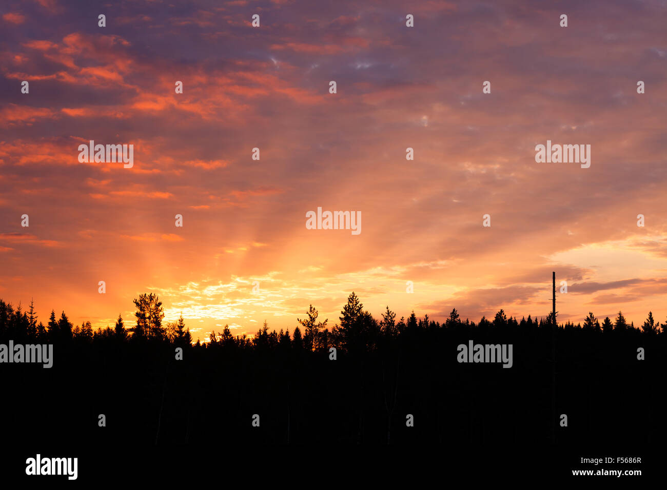 Sunrise forest atmosphere hi-res stock photography and images - Alamy