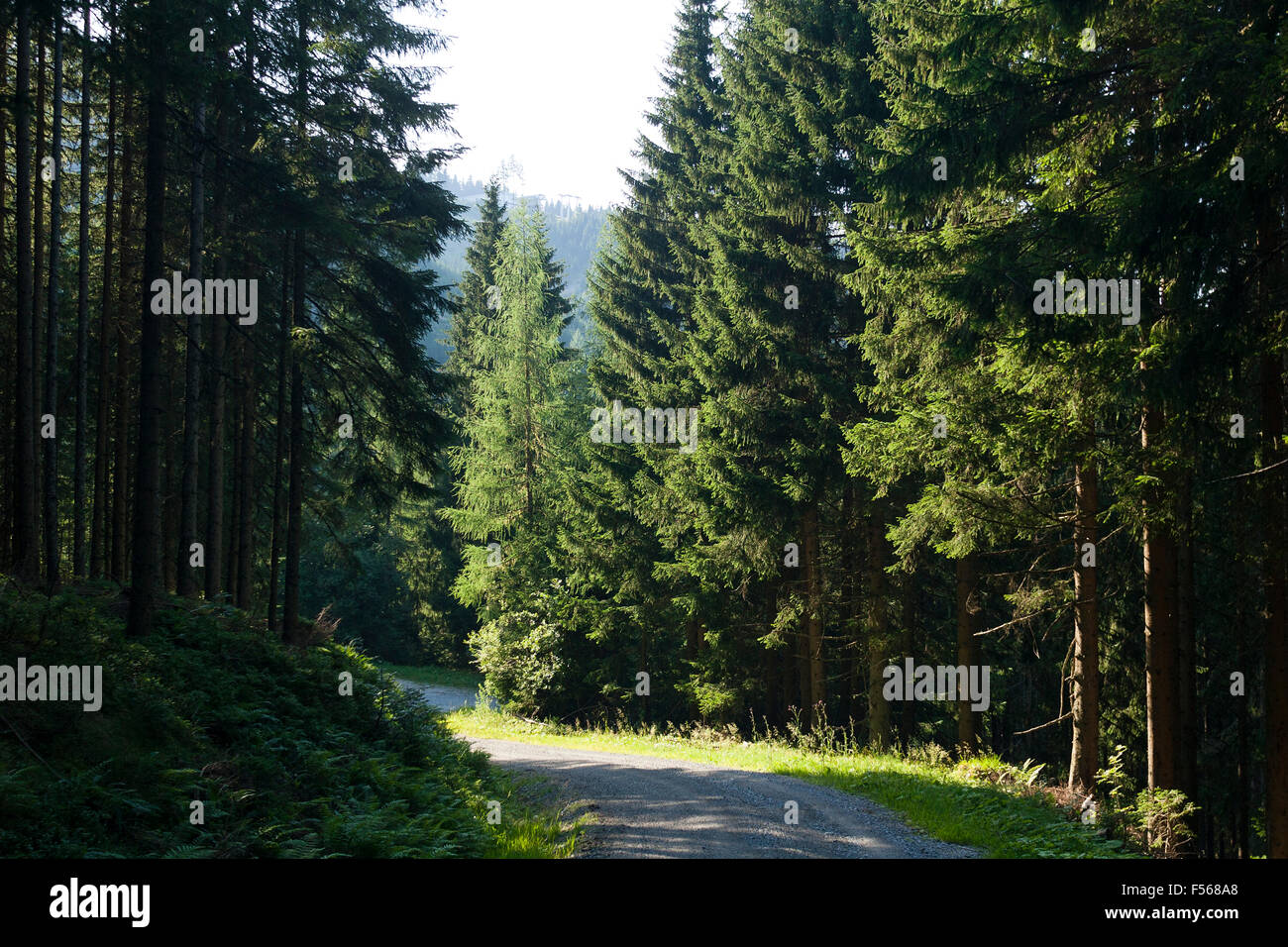 Forest in Austria Stock Photo - Alamy