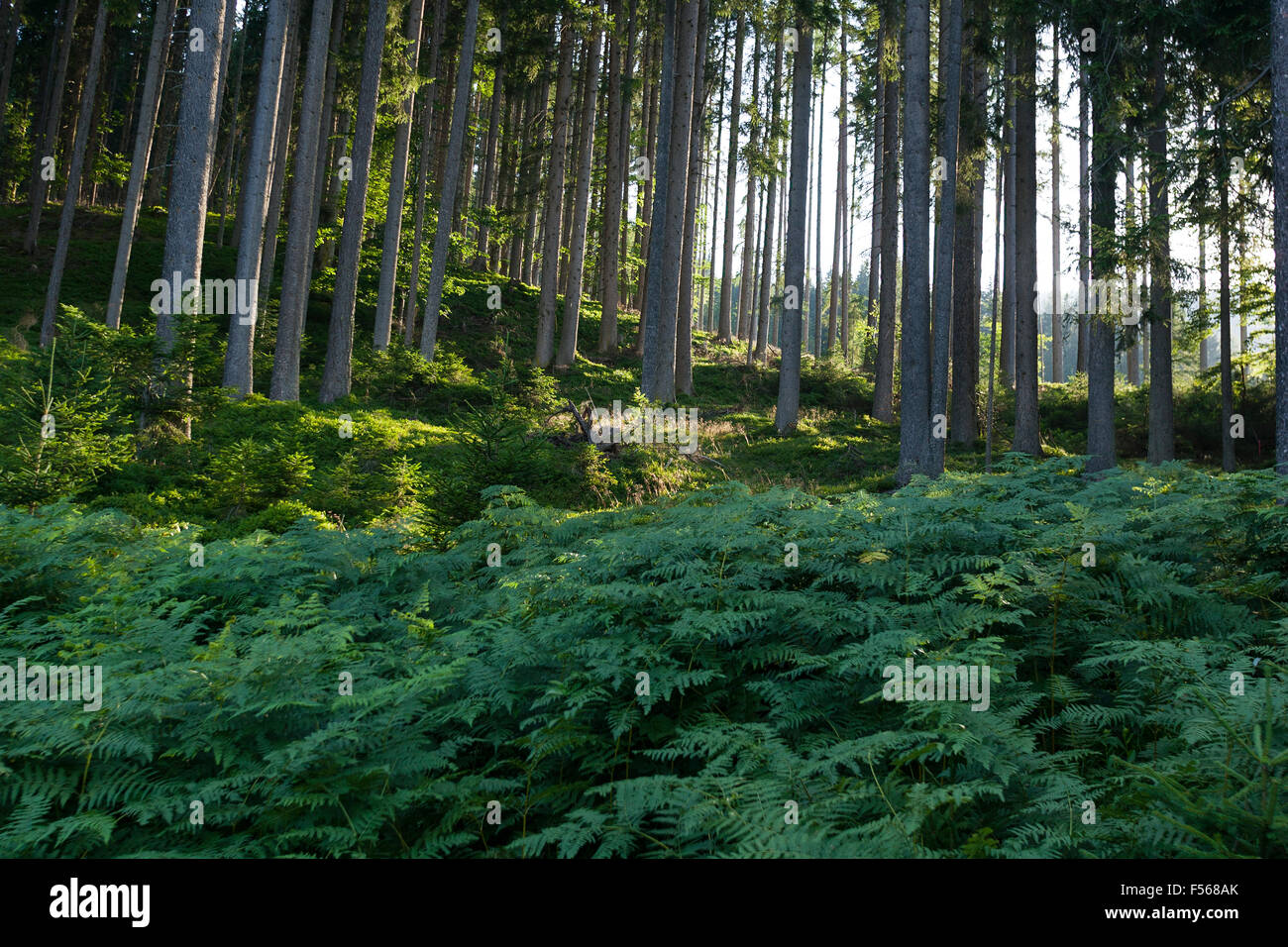 Forest in Austria Stock Photo - Alamy