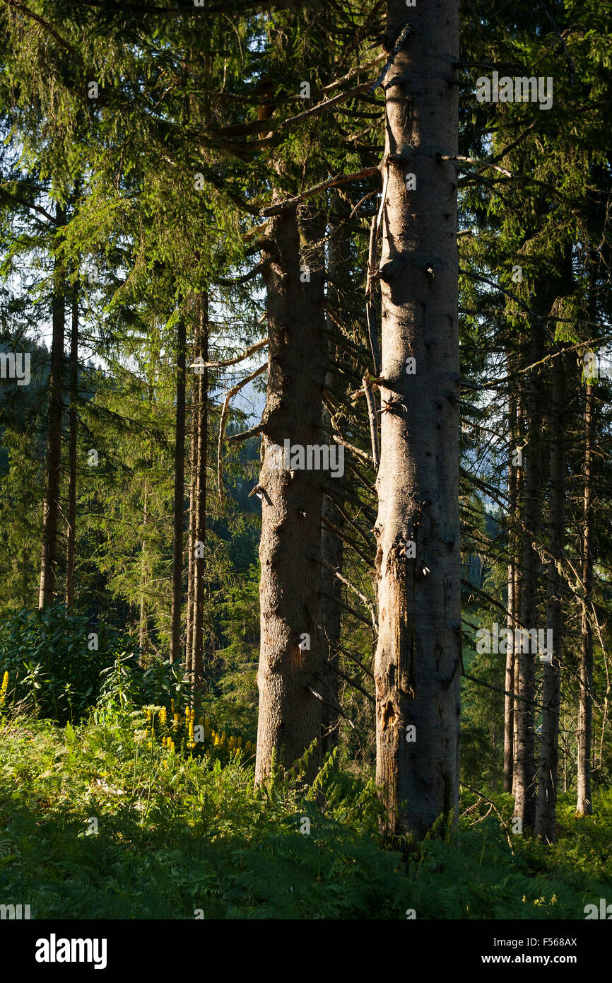 Forest in Austria Stock Photo - Alamy