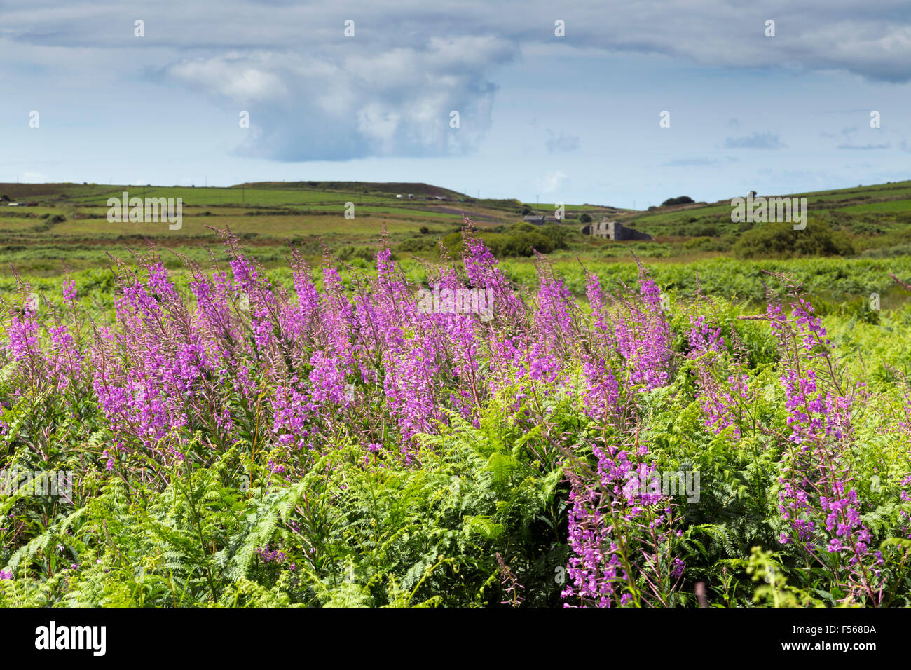 Bostraze Bog Penwith; Cornwall; UK Stock Photo - Alamy