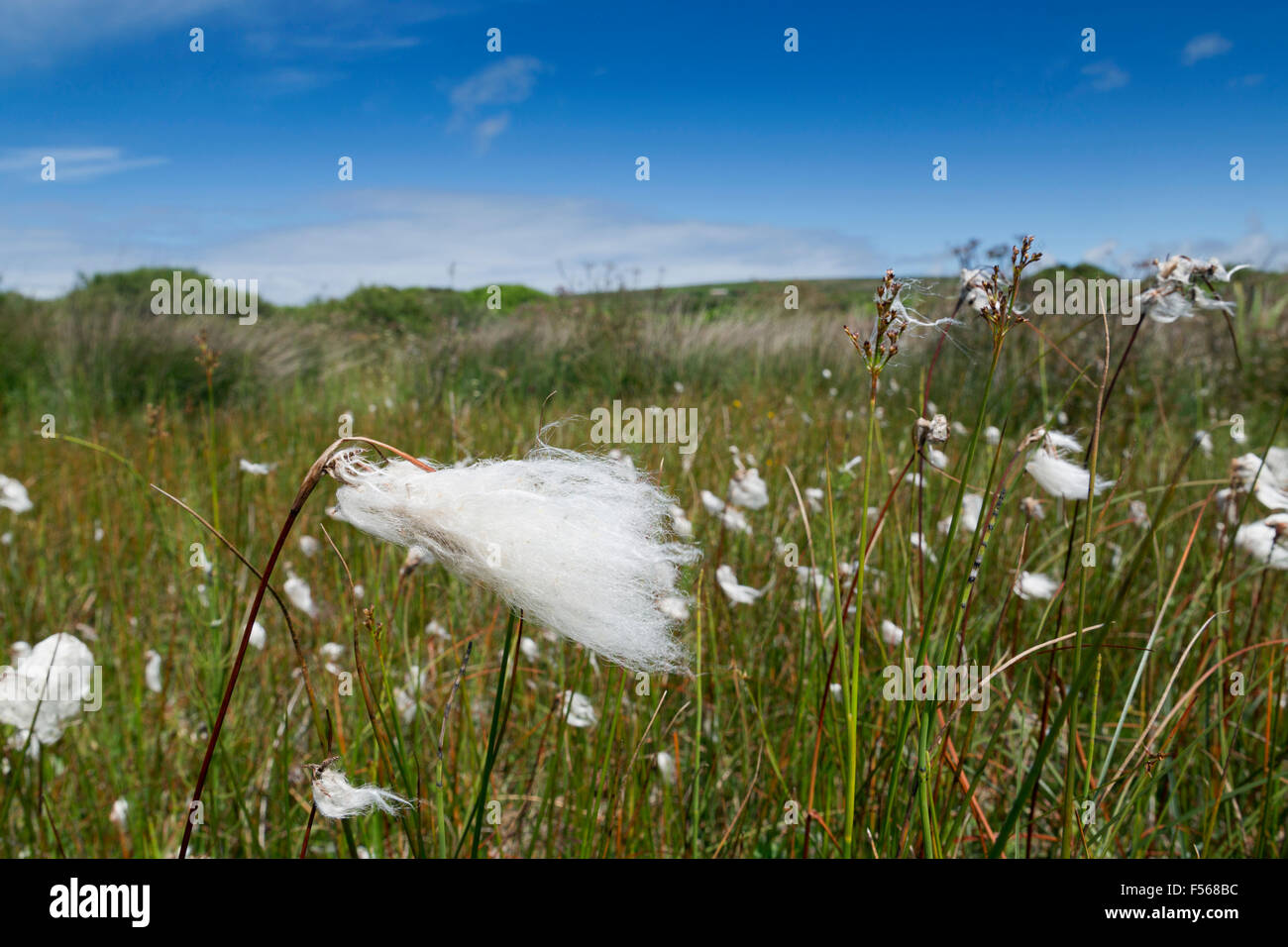 Bostraze Bog; Cotton Grass; Eriophorum angustifolium Penwith; Cornwall ...