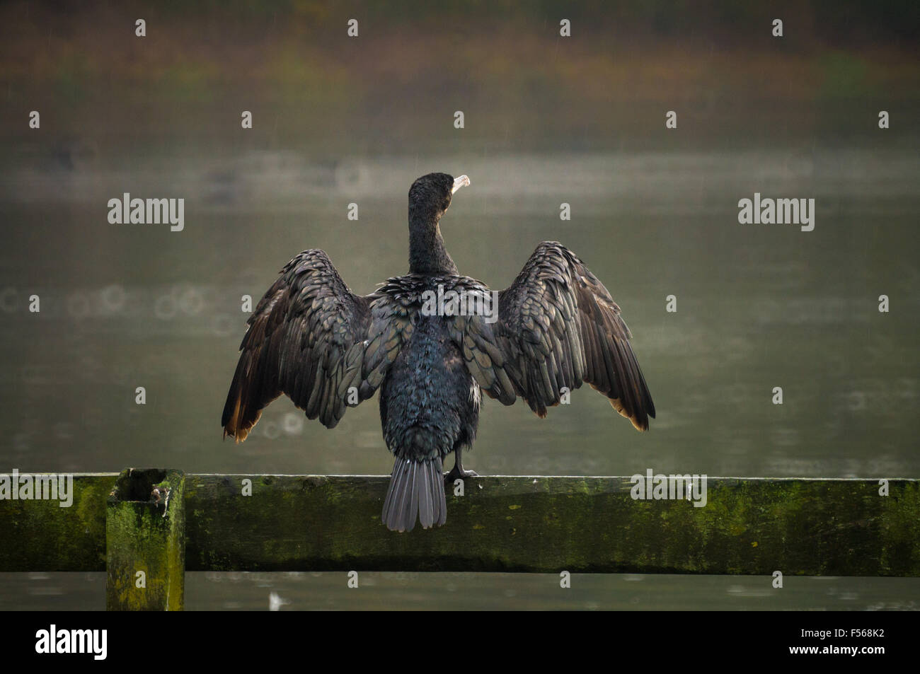 Blackpool, UK. 28th October 2015. A wet and damp day in Blackpool even ...