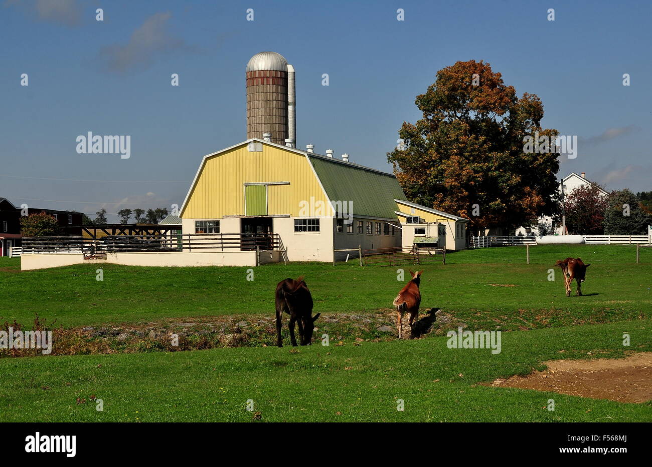 Lancaster County, Pennsylvania: Three donkeys grazing on a pasture near ...