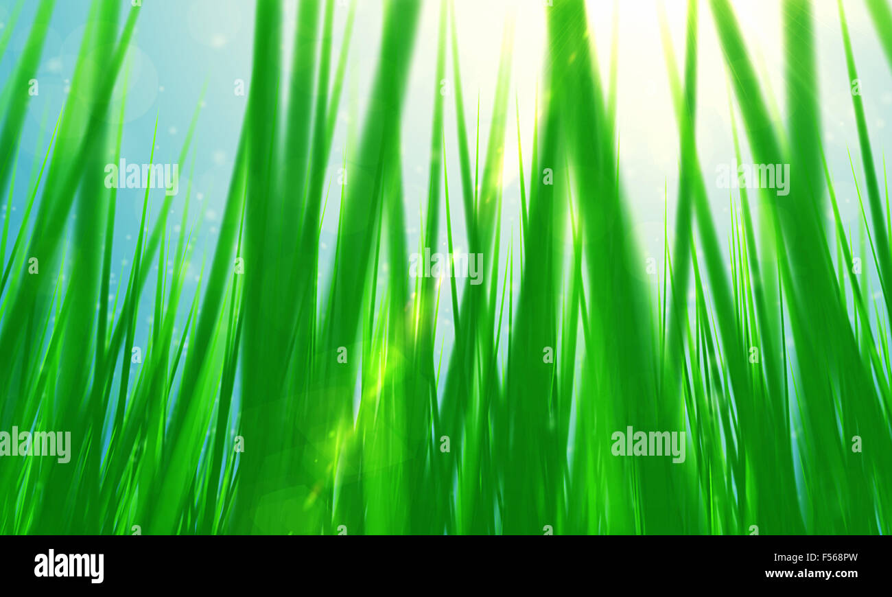 spring green grass and sun Stock Photo - Alamy