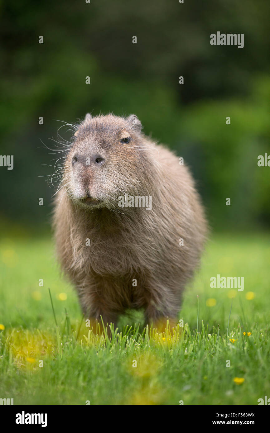 Capybara hi-res stock photography and images - Alamy