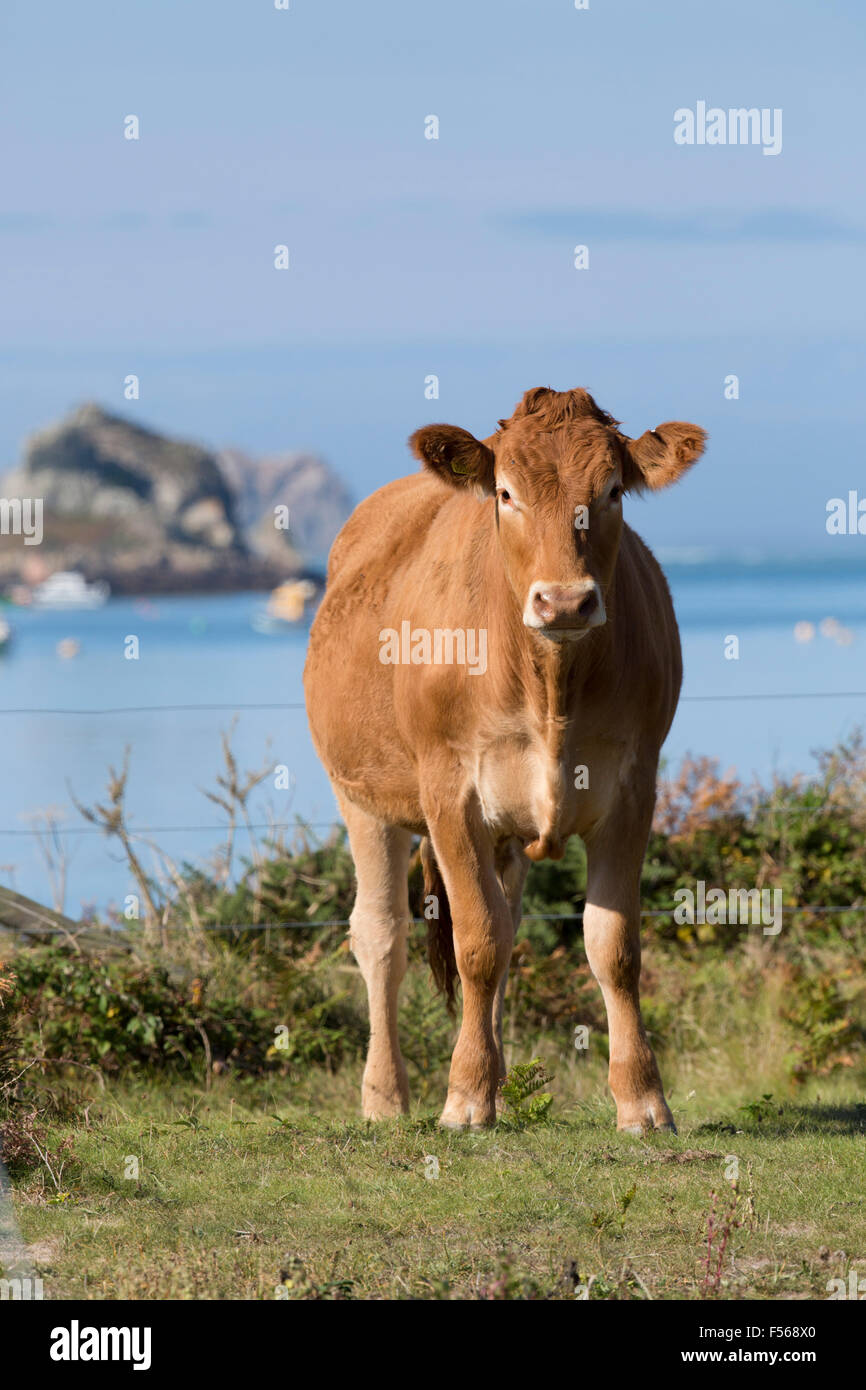 Scilly Farming High Resolution Stock Photography and Images - Alamy