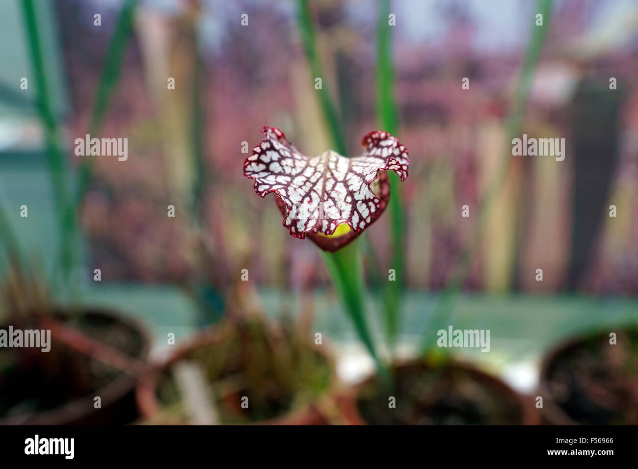 Carnivorous plant family tree hi-res stock photography and images - Alamy